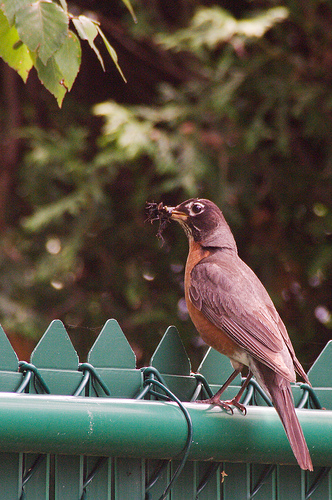 Baby Robin… – a hippie with a minivan